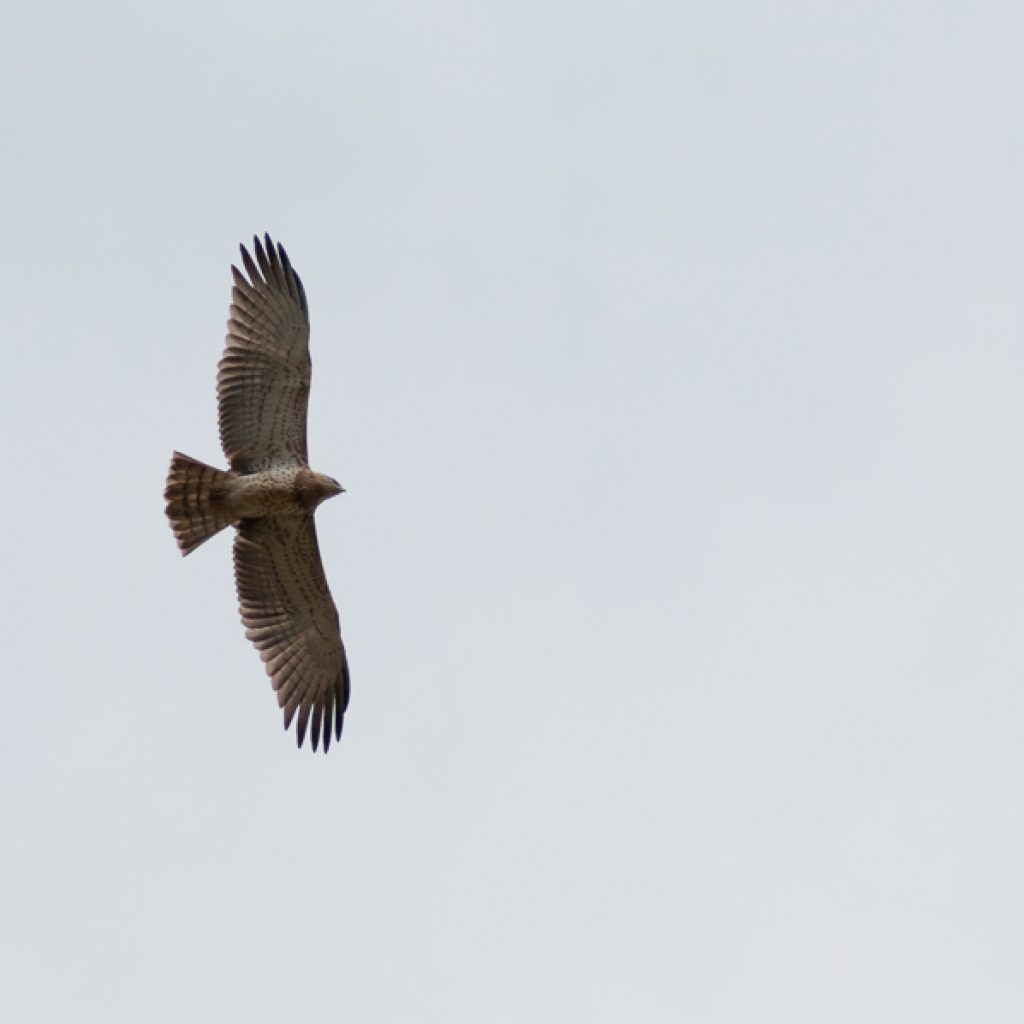 Birdwatching with Wildlife Portugal for mediterranean birds