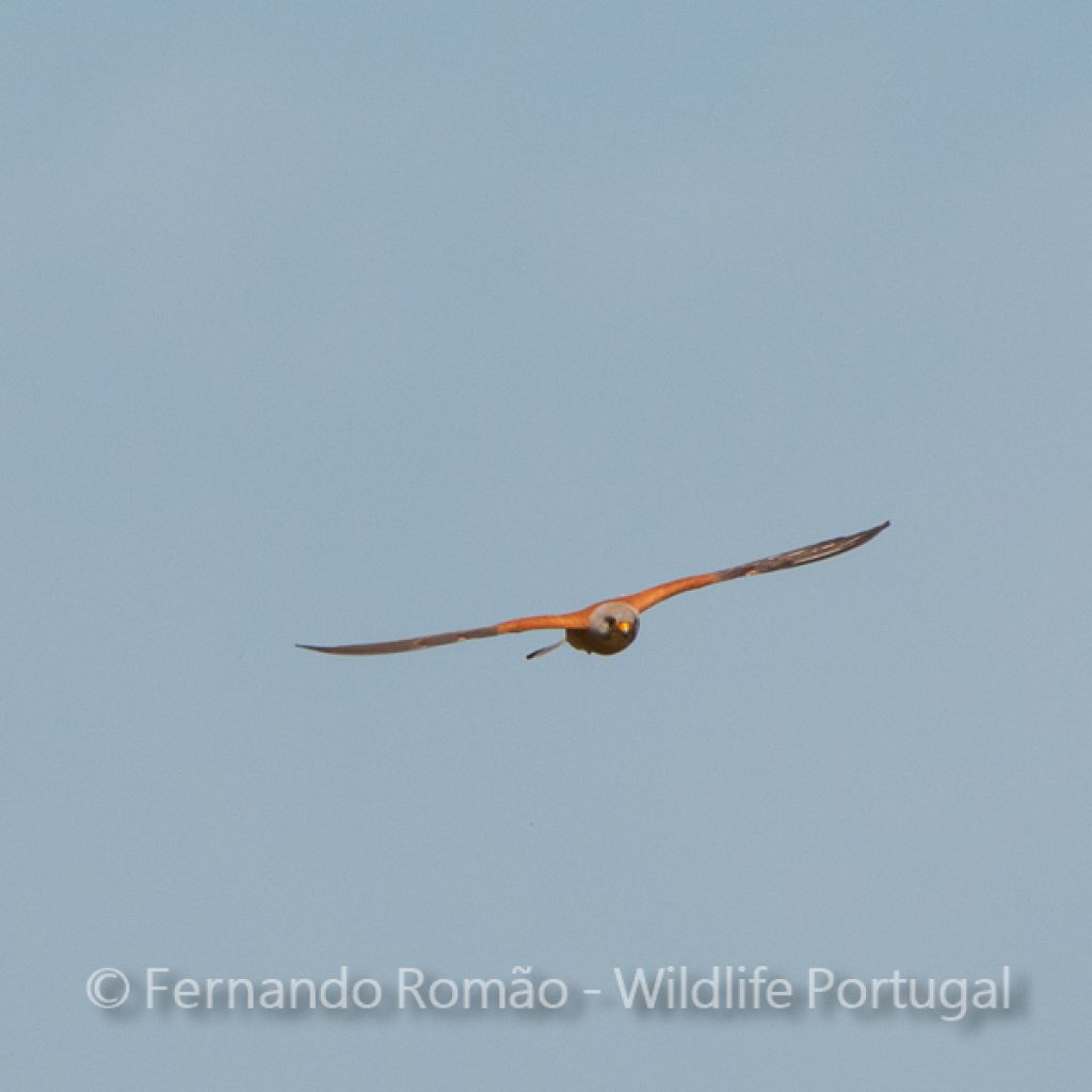 Birdwatching with Wildlife Portugal for mediterranean birds