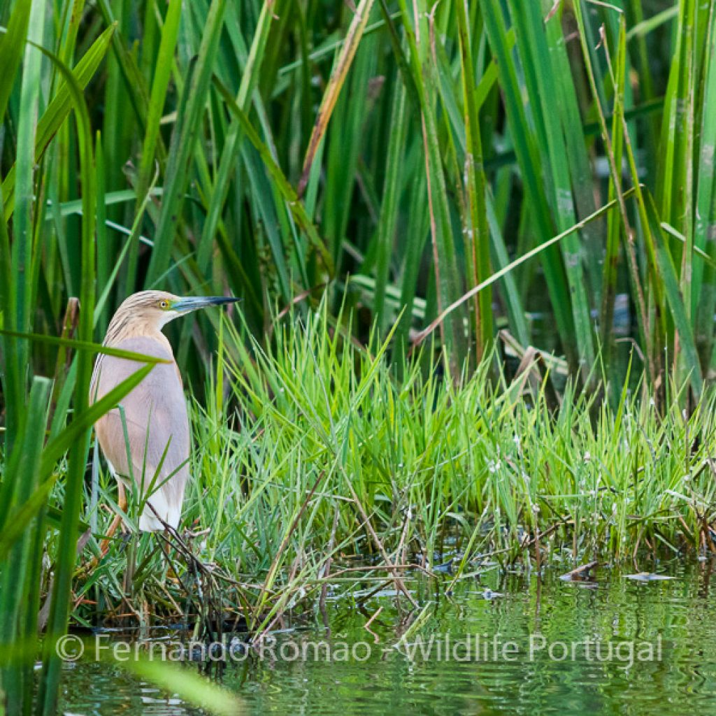 Birdwatching with Wildlife Portugal for mediterranean birds