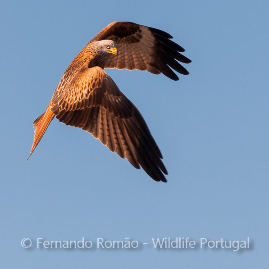 Wildlife Portugal - Nature Tours and Wildlife Photography